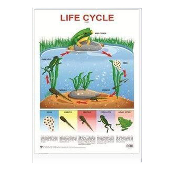 Life Cycle (Early Leaning Chart) – Chirukaanuka