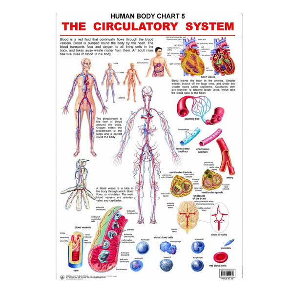 The Circulatory System (Early Learning Chart) – Chirukaanuka