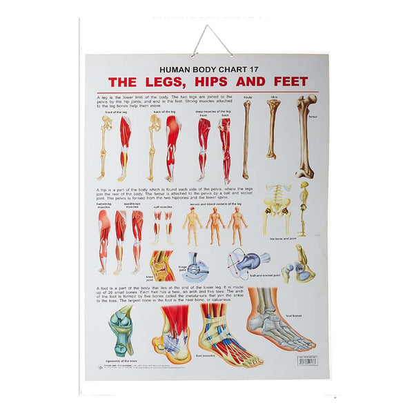 The Hips, Legs and Feet (Early Learning Chart) – Chirukaanuka